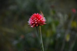 Cerros de Mavecure: Splendours of Colombia – Visit Latin America